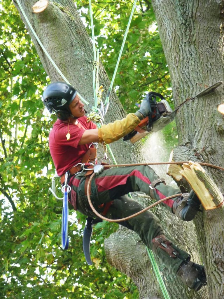 L'élagage et l'abattage d'arbres à Versailles par un exepert