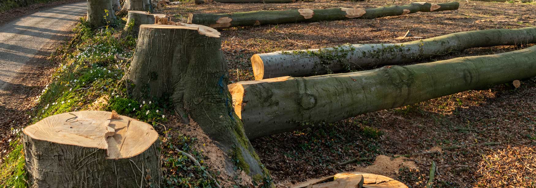 L’abattage d’arbres à Versailles par un paysagiste expert